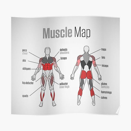 Muscle Map Premium Matte Vertical Poster