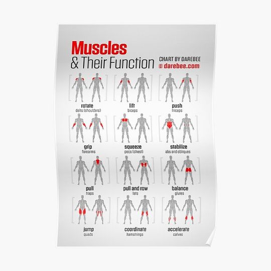 Muscles And Their Function Premium Matte Vertical Poster
