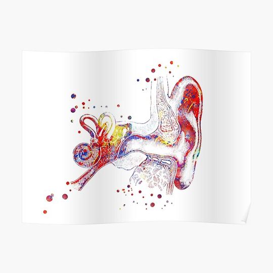 Ear Anatomy, Inner Ear, Cochlea Histology, Audiology Premium Matte ...