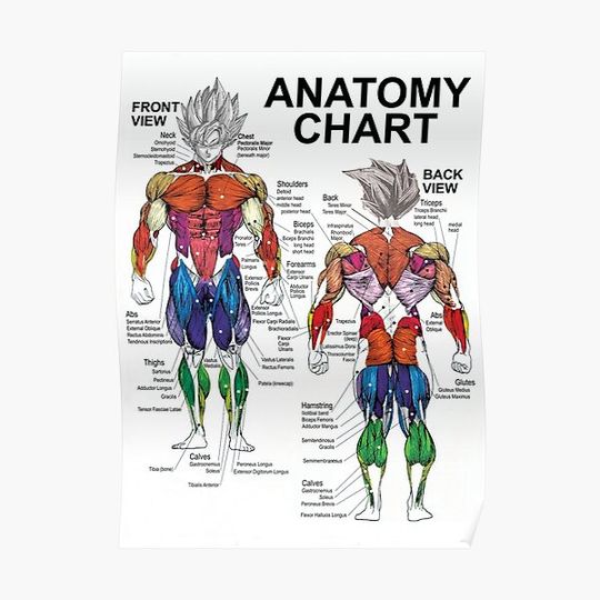 Saiyan Anatomy Chart - Muscle Diagram - Anime Workout Premium Matte ...