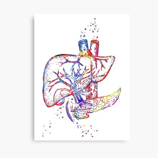 Liver, Human Organs, Liver Art, Liver Anatomy, Human Liver Anatomy Canvas