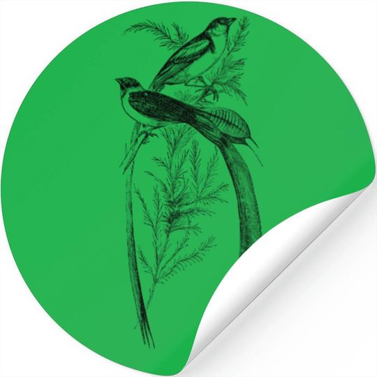 Vintage Long Tailed Widow Bird - Birds Template Stickers